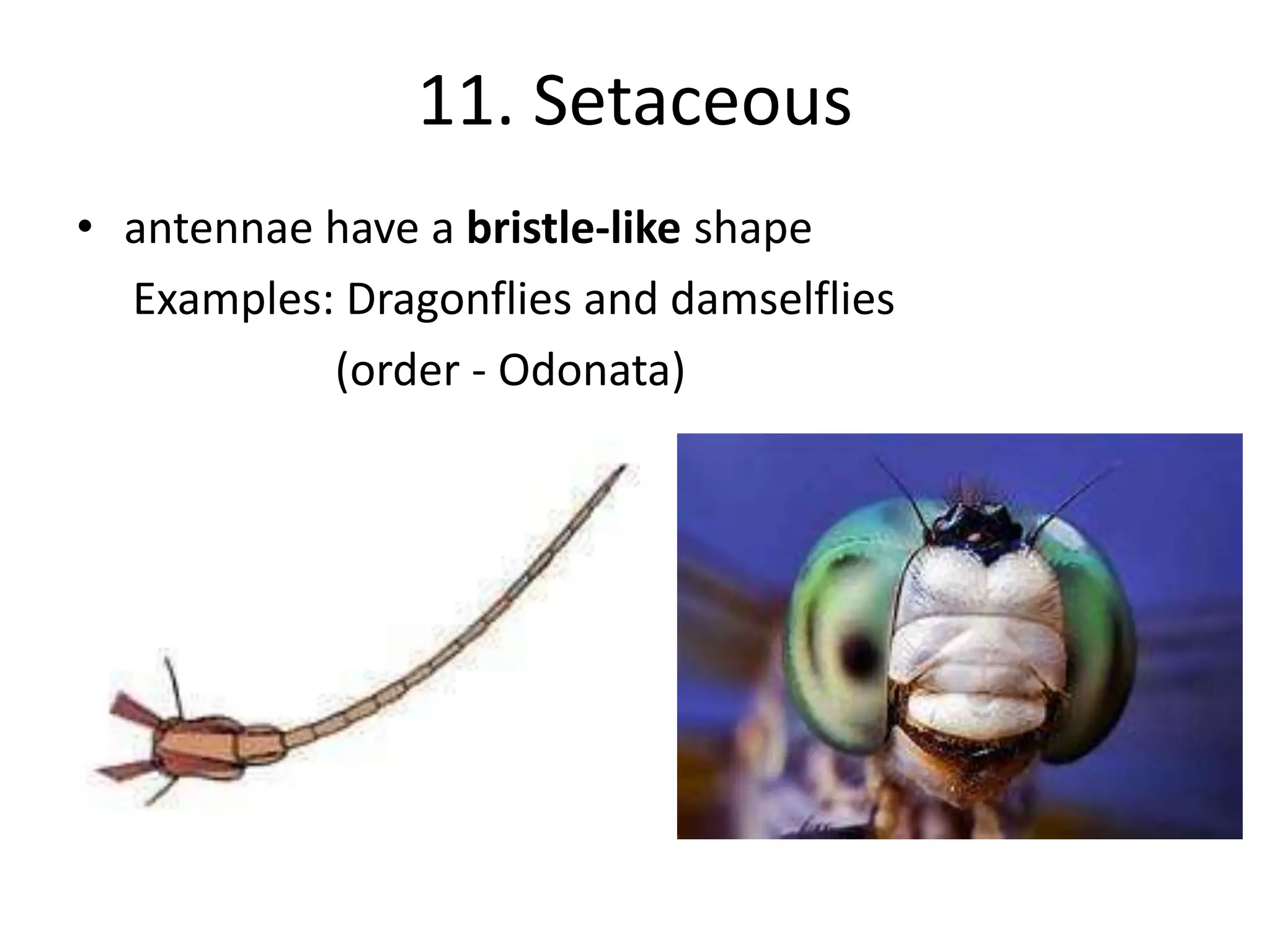 Insect antennae and its modifications | PPTX