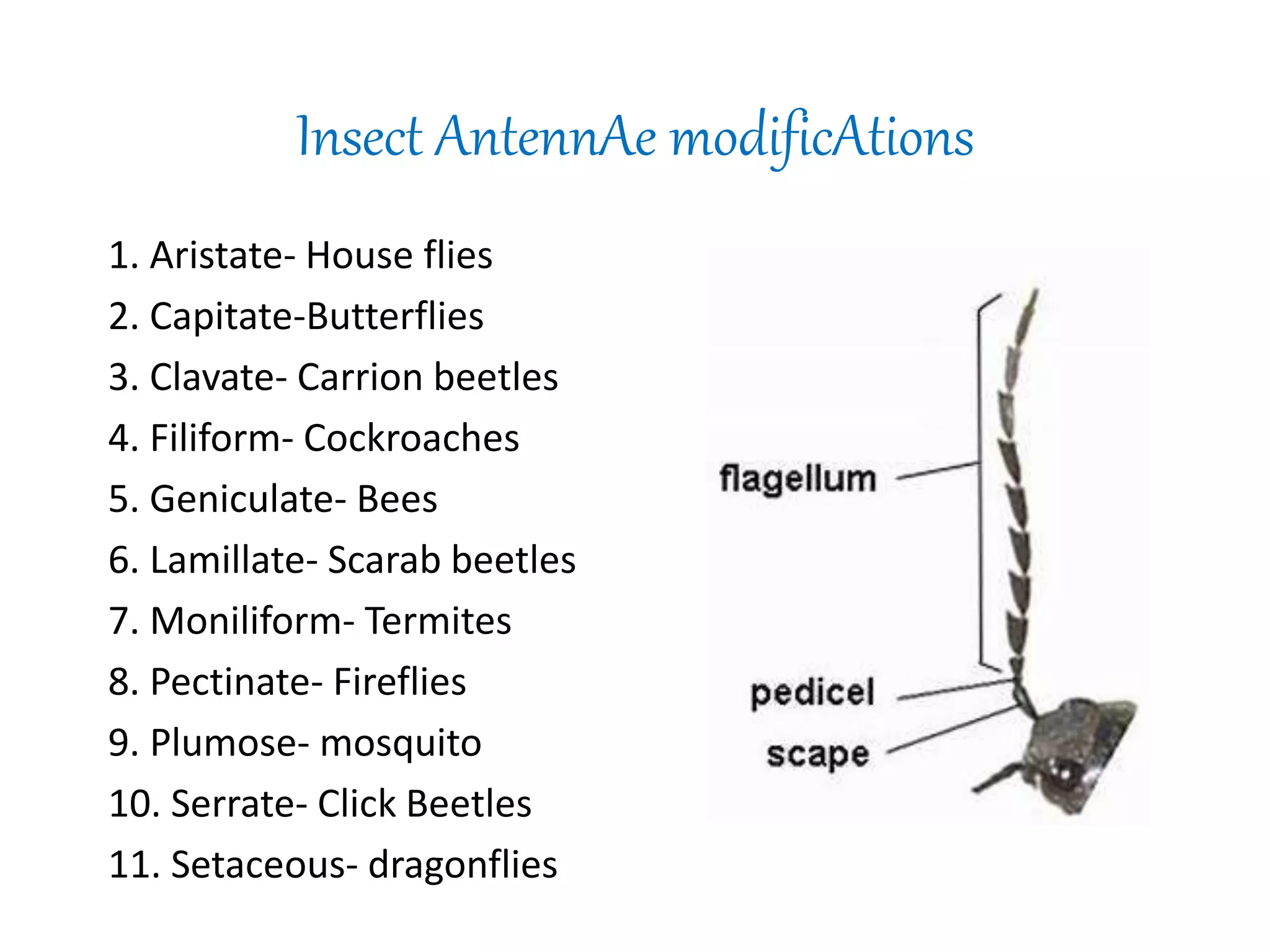 Insect antennae and its modifications | PPTX