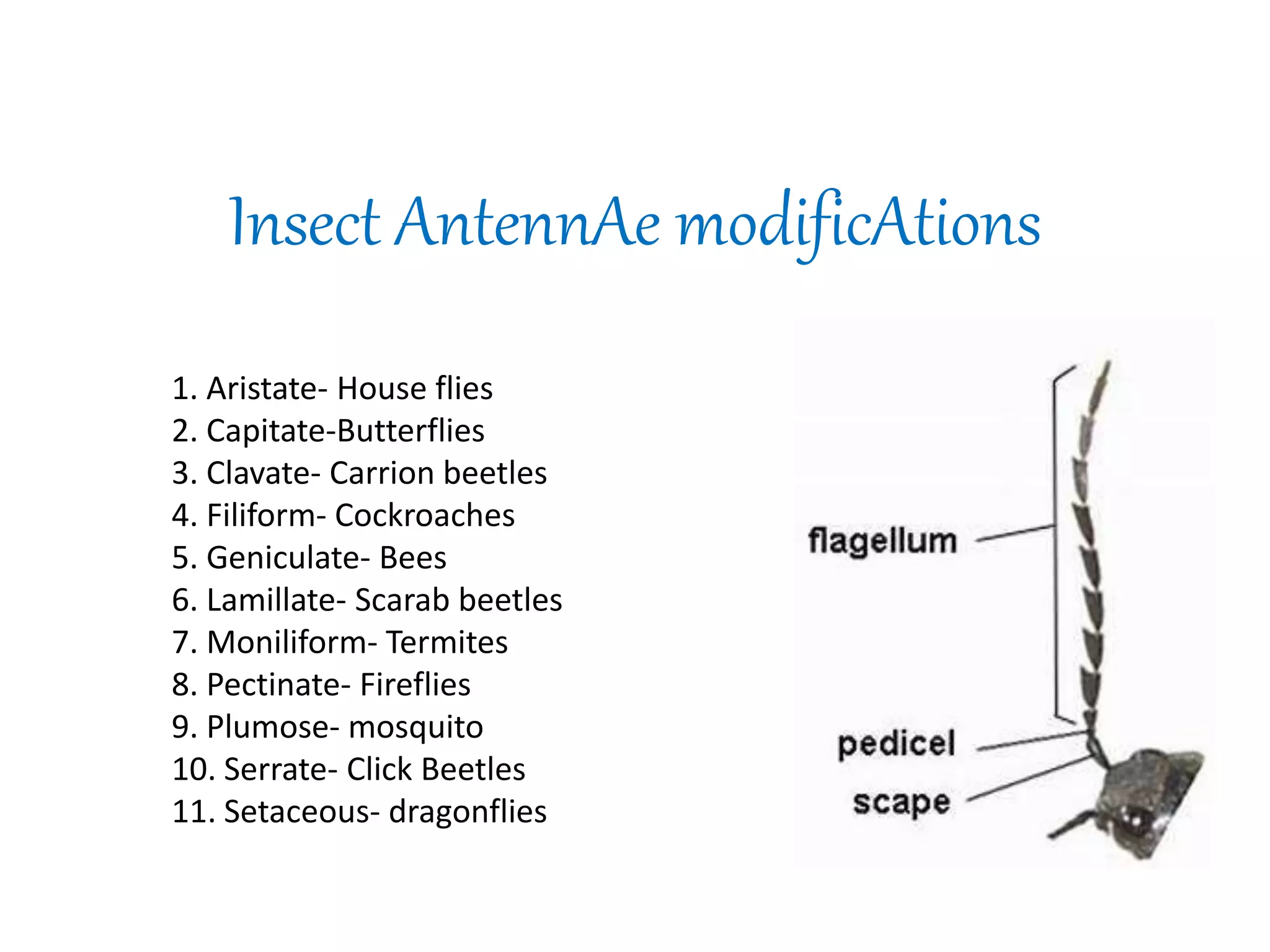 Insect antennae and its modifications | PPTX