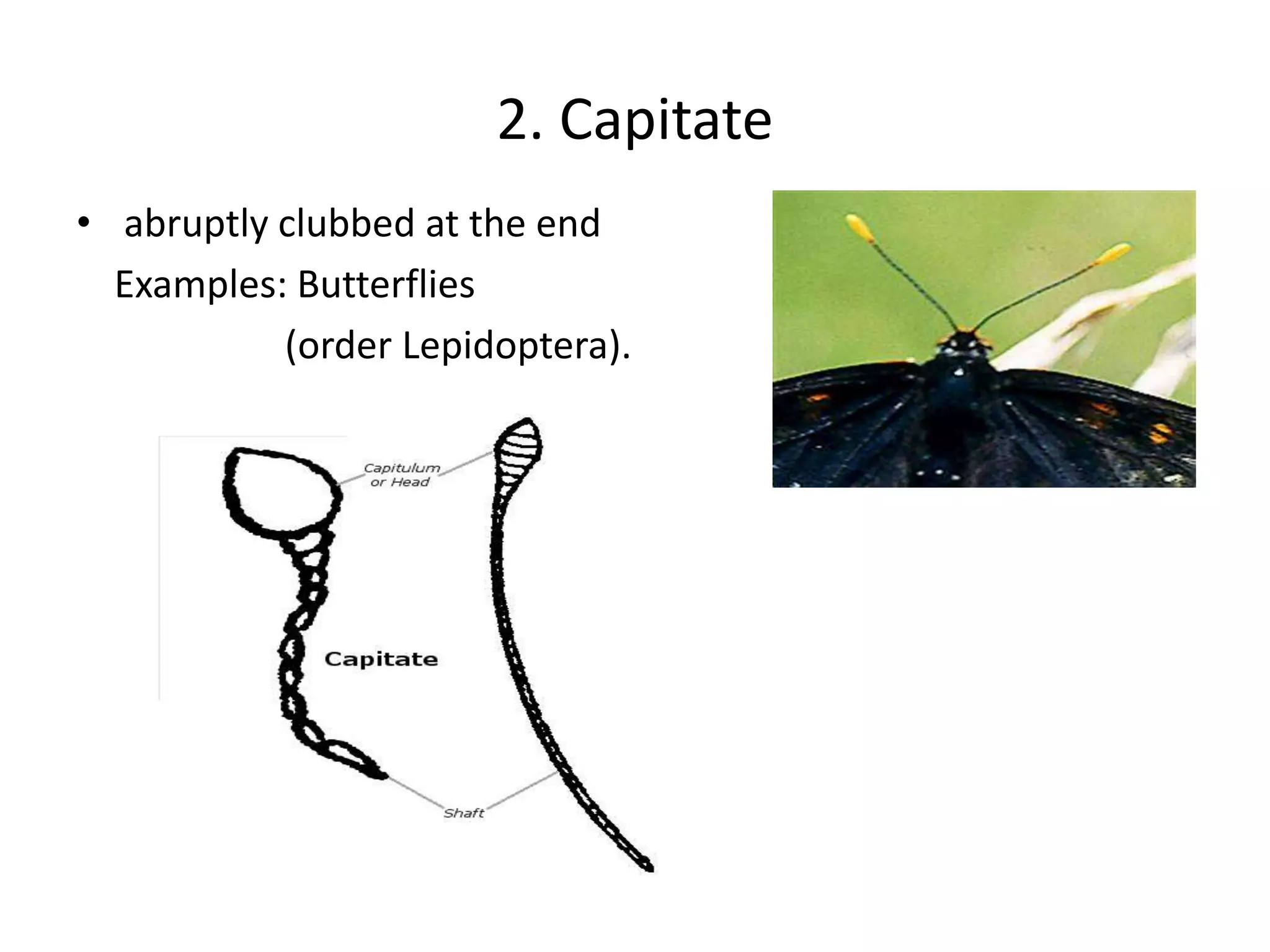 Insect antennae and its modifications | PPTX