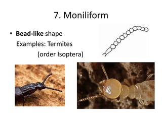 Insect antennae and its modifications | PPTX