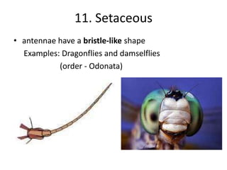 Insect antennae and its modifications | PPTX