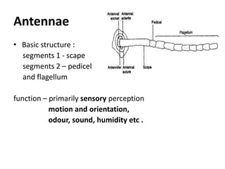 Insect antennae and its modifications | PPTX