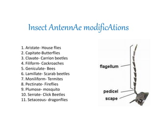 Insect antennae and its modifications | PPT