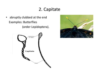 Insect antennae and its modifications | PPTX