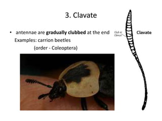 Insect antennae and its modifications | PPTX