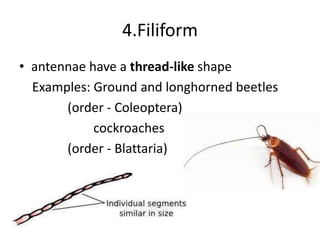 Insect antennae and its modifications | PPTX