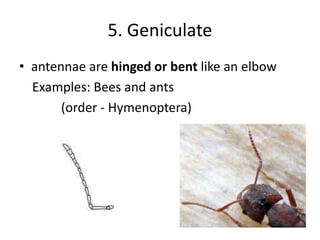 Insect antennae and its modifications | PPTX