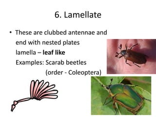 Insect antennae and its modifications | PPTX