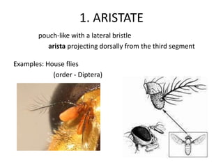 Insect antennae and its modifications | PPT