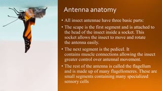 Insect antennae | PPT