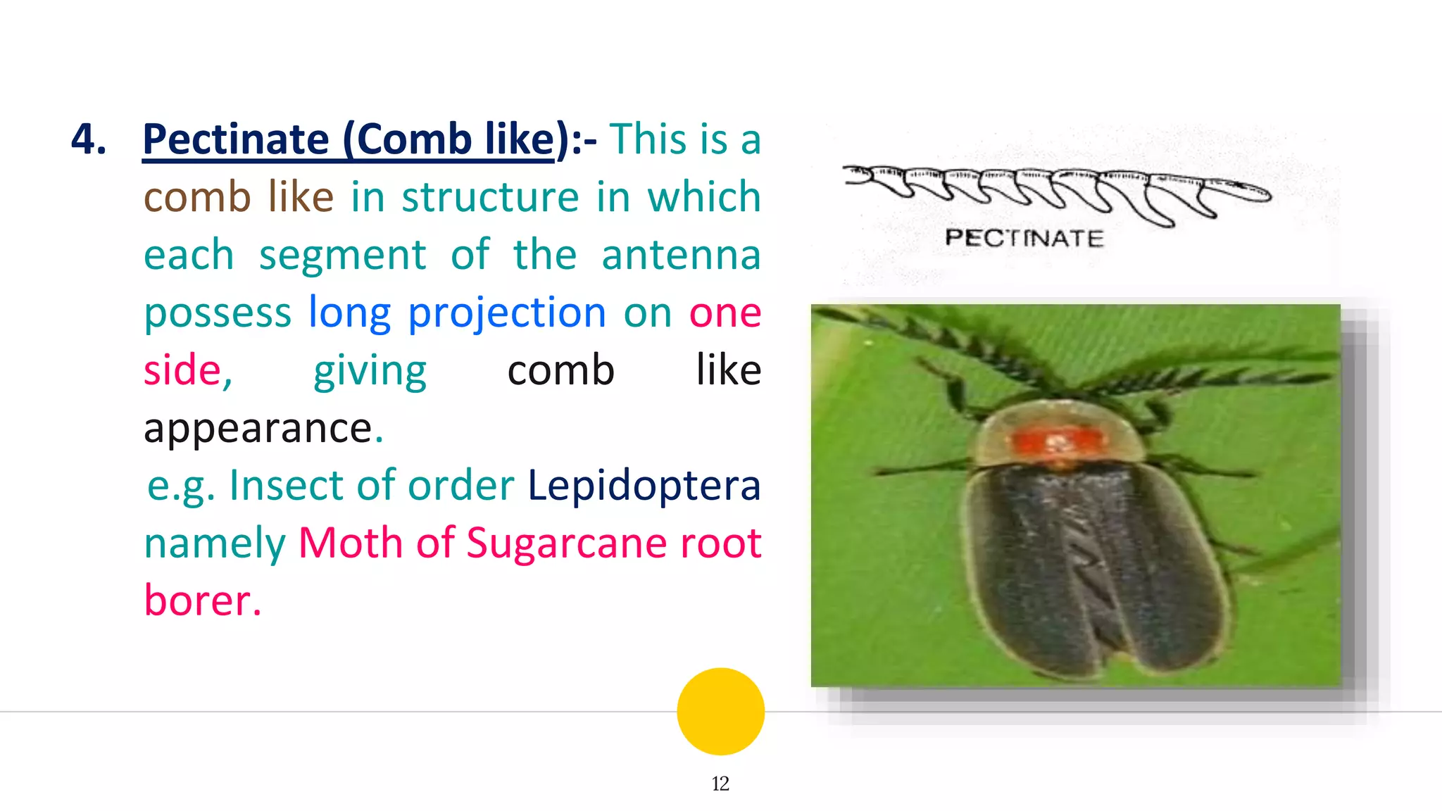 Insect Antennae.pdf