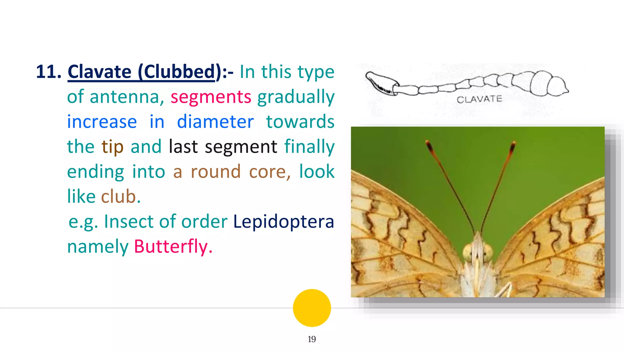 Insect Antennae.pdf