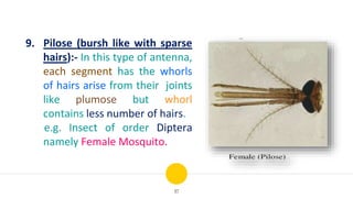 Insect Antennae.pdf