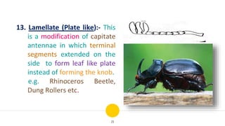 Insect Antennae.pdf