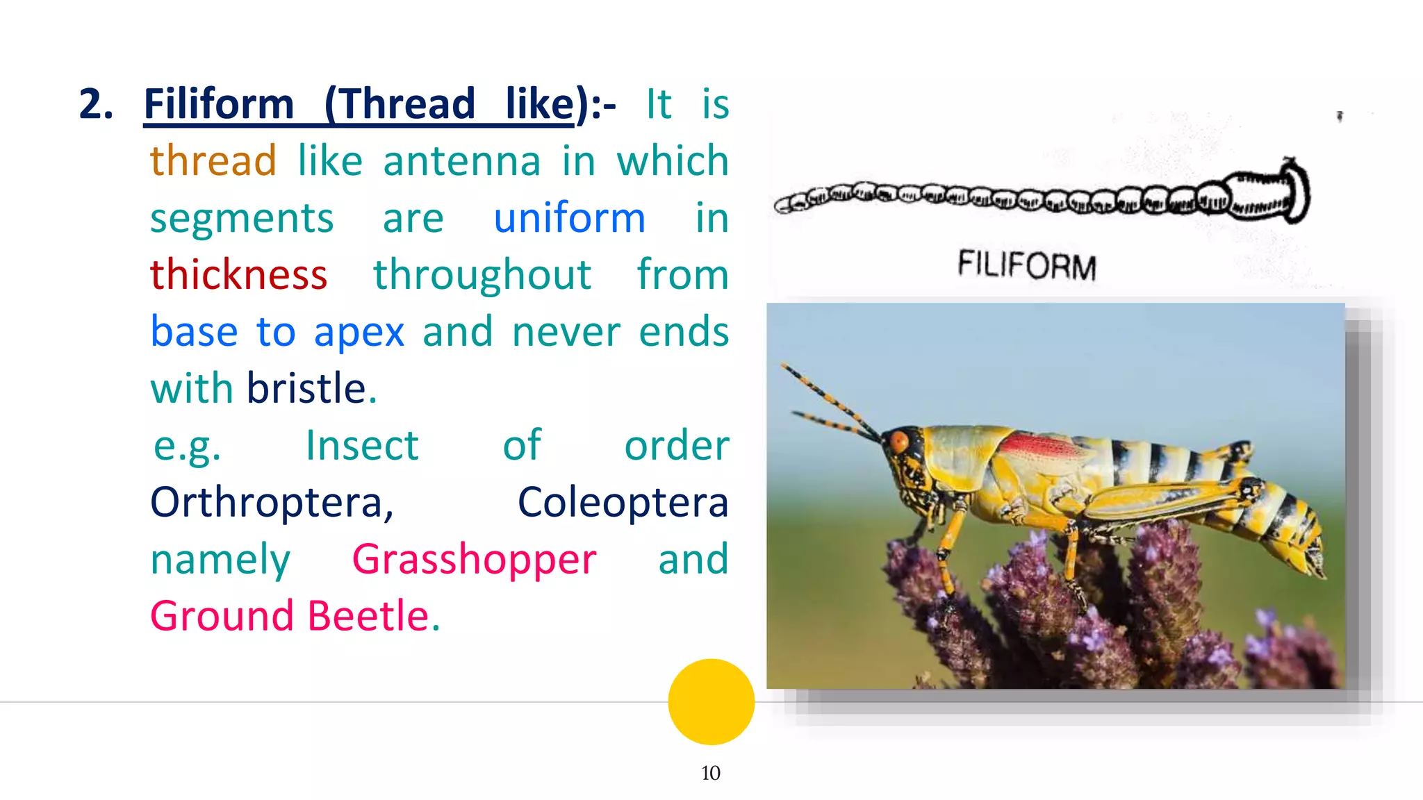 Insect Antennae: Structure, Functions and Their Modifications | PPTX