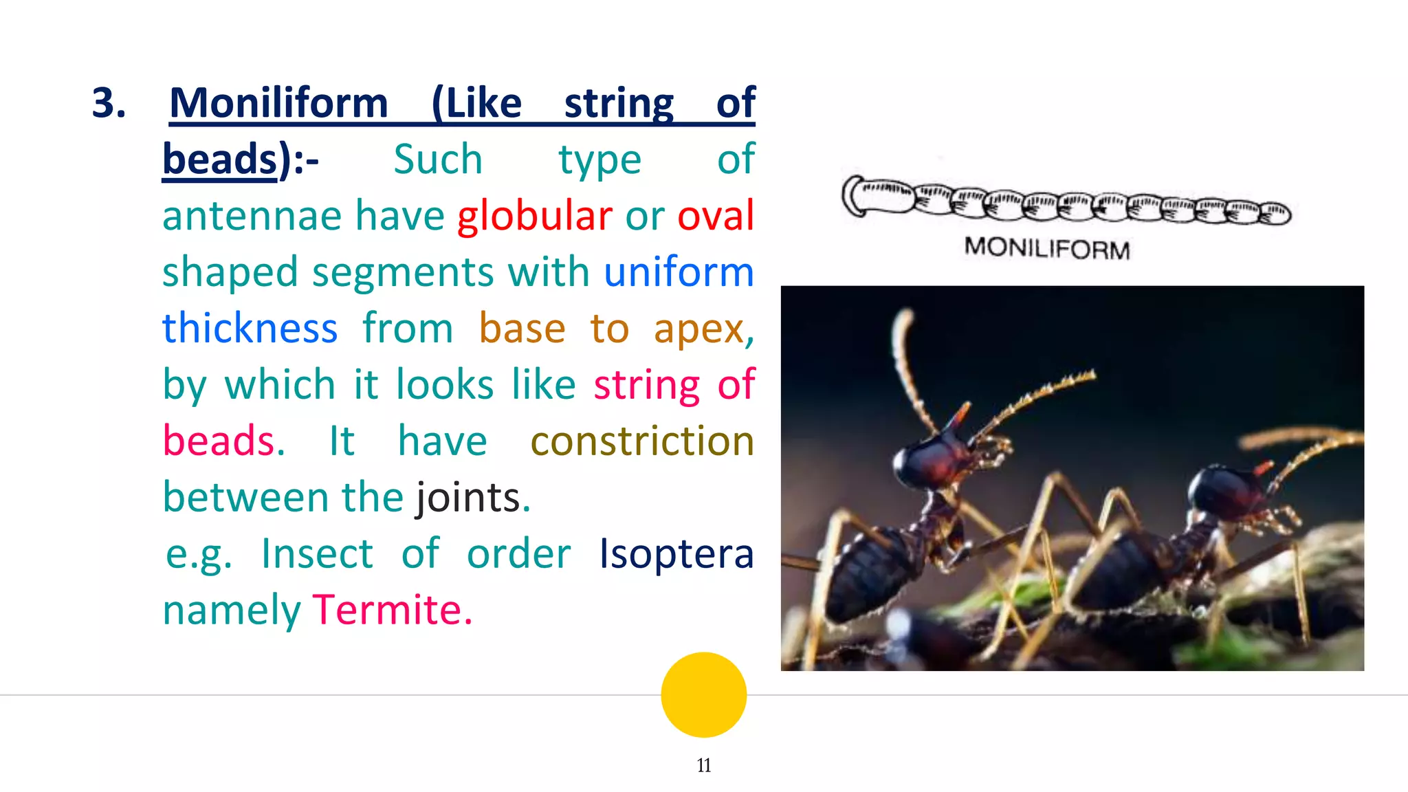 Insect Antennae: Structure, Functions and Their Modifications | PPTX