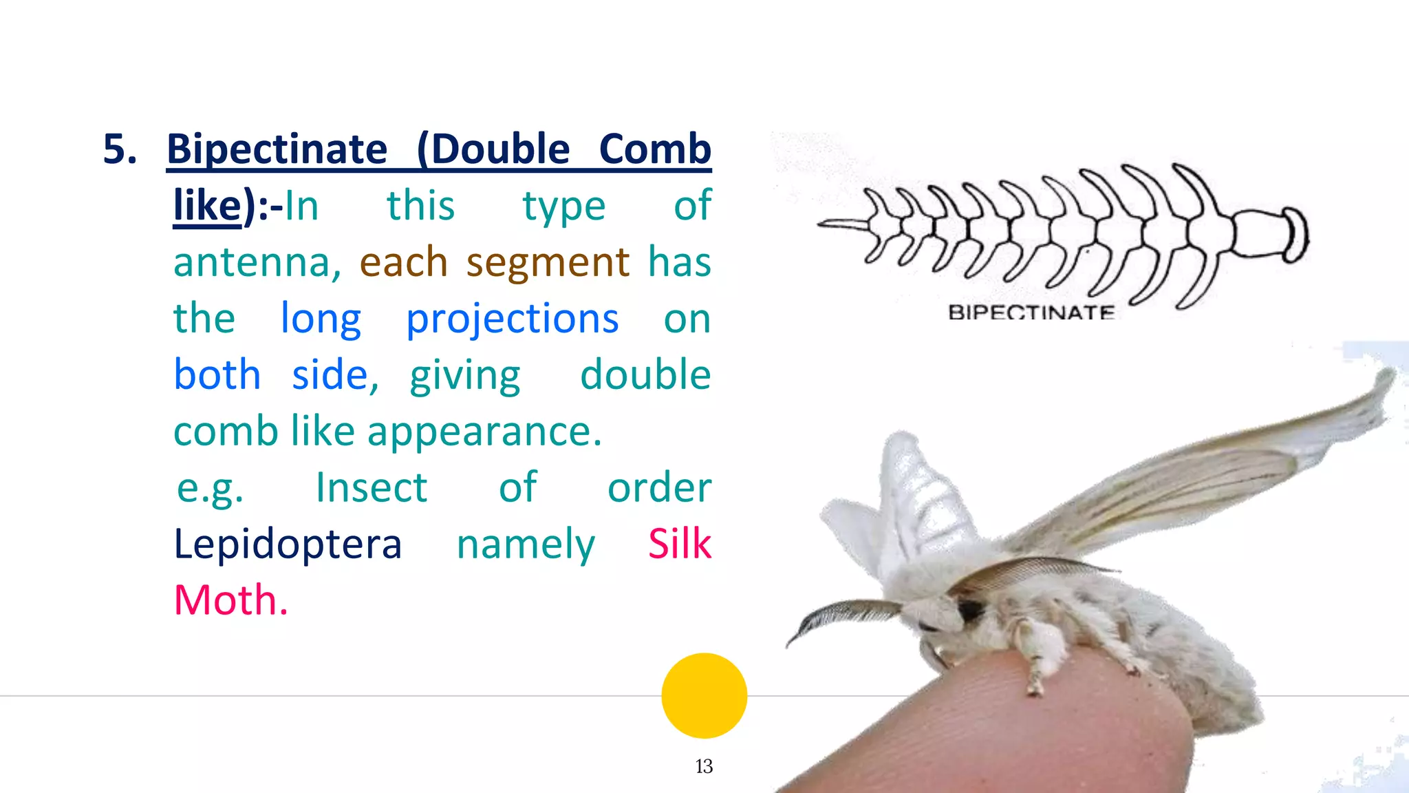 Insect Antennae: Structure, Functions and Their Modifications | PPTX