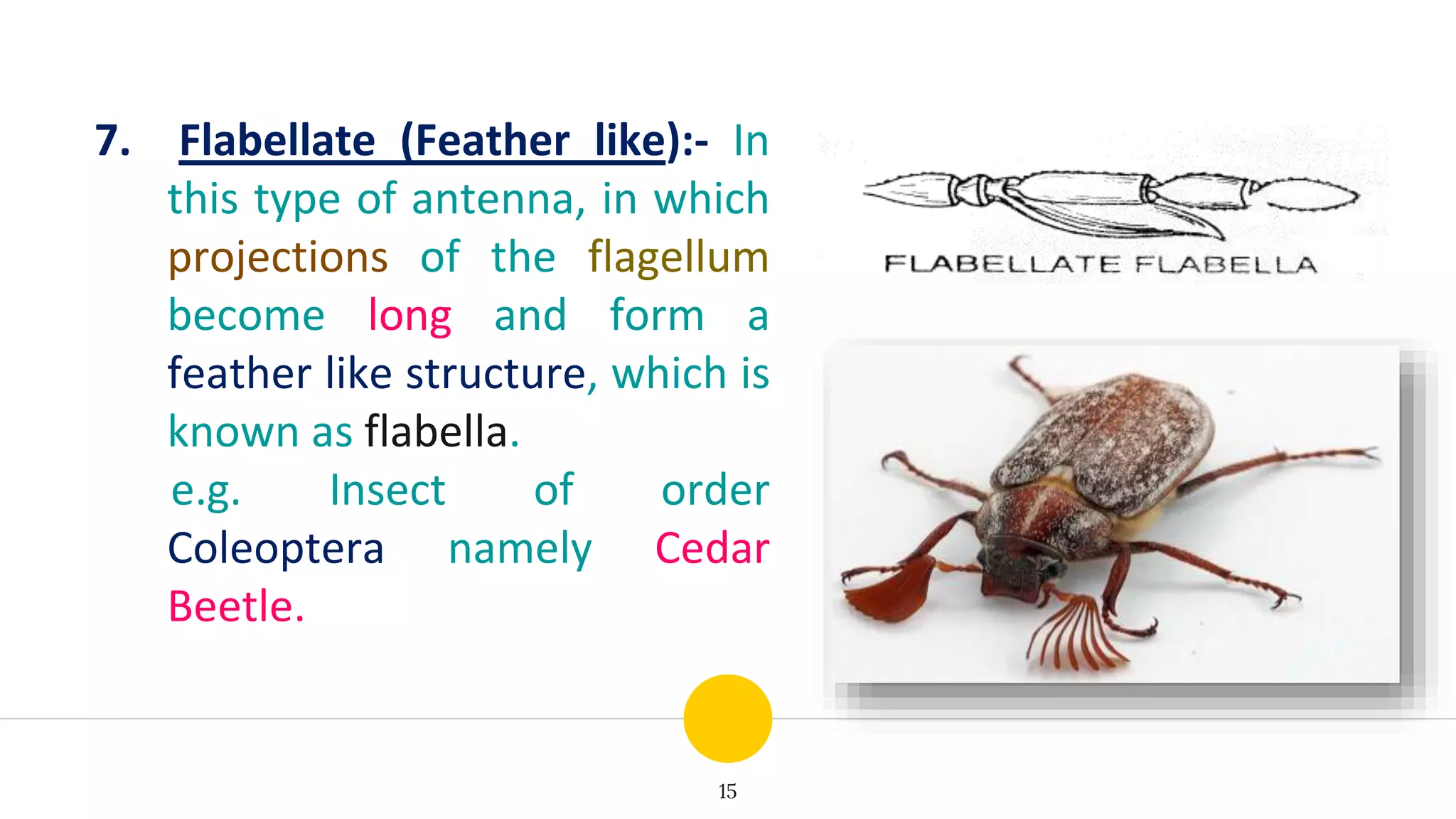 Insect Antennae: Structure, Functions and Their Modifications | PPTX