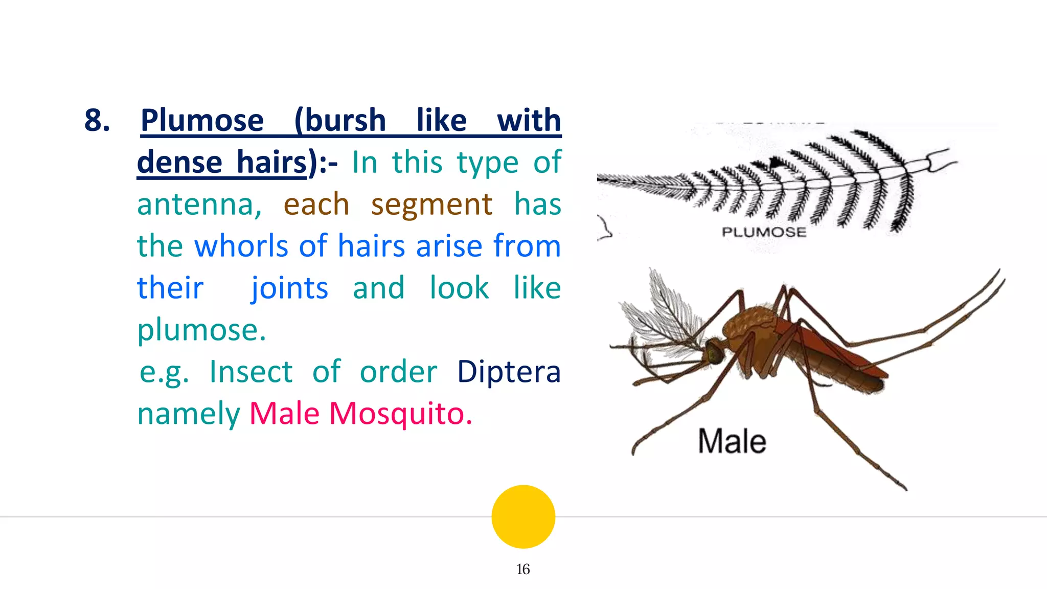 Insect Antennae: Structure, Functions and Their Modifications | PPTX