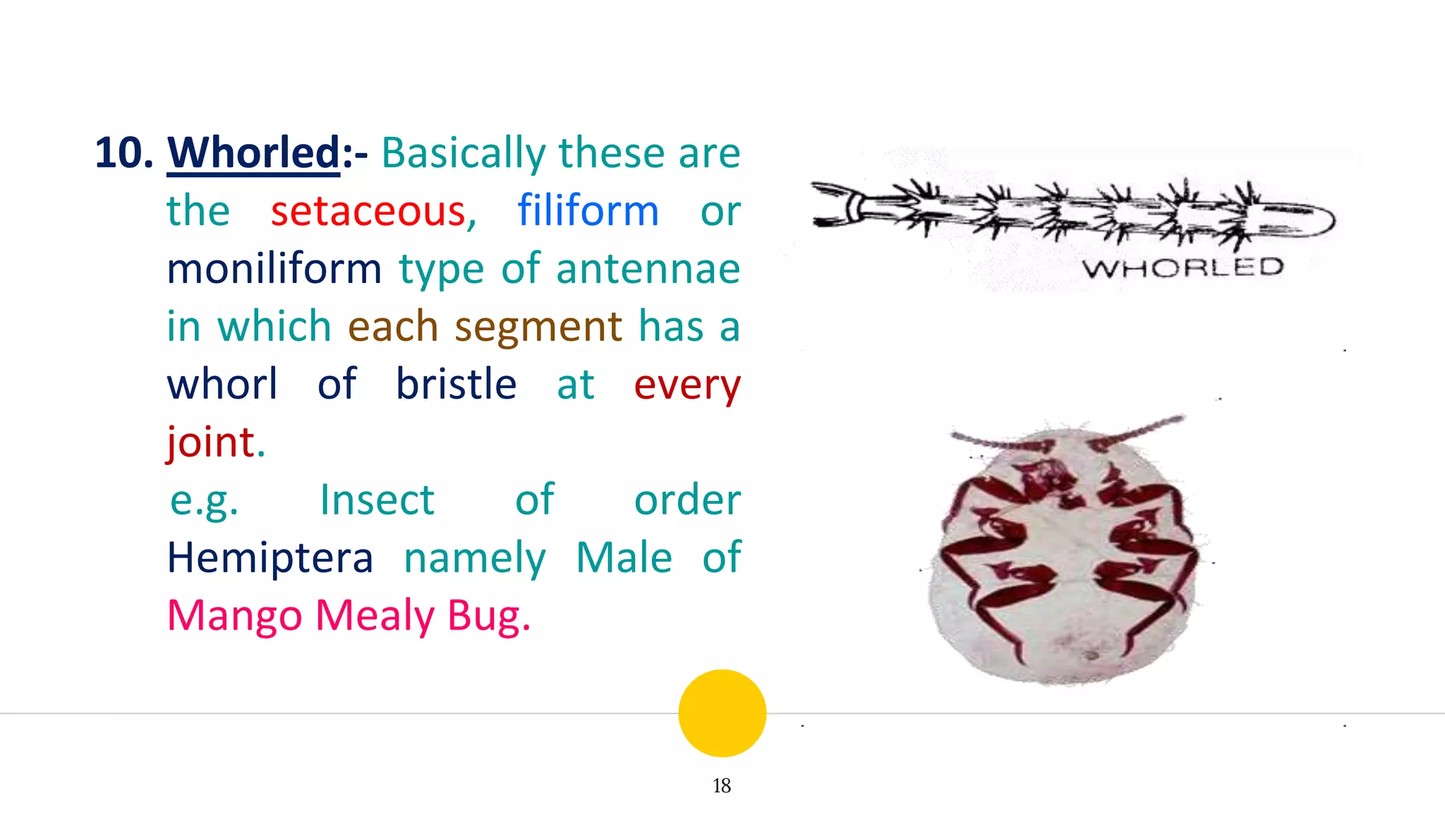 Insect Antennae: Structure, Functions and Their Modifications | PPTX