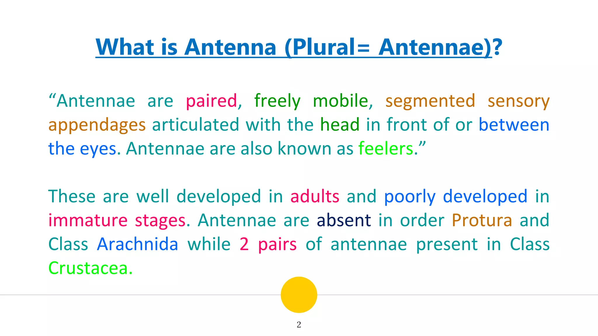 Insect Antennae: Structure, Functions and Their Modifications | PPTX