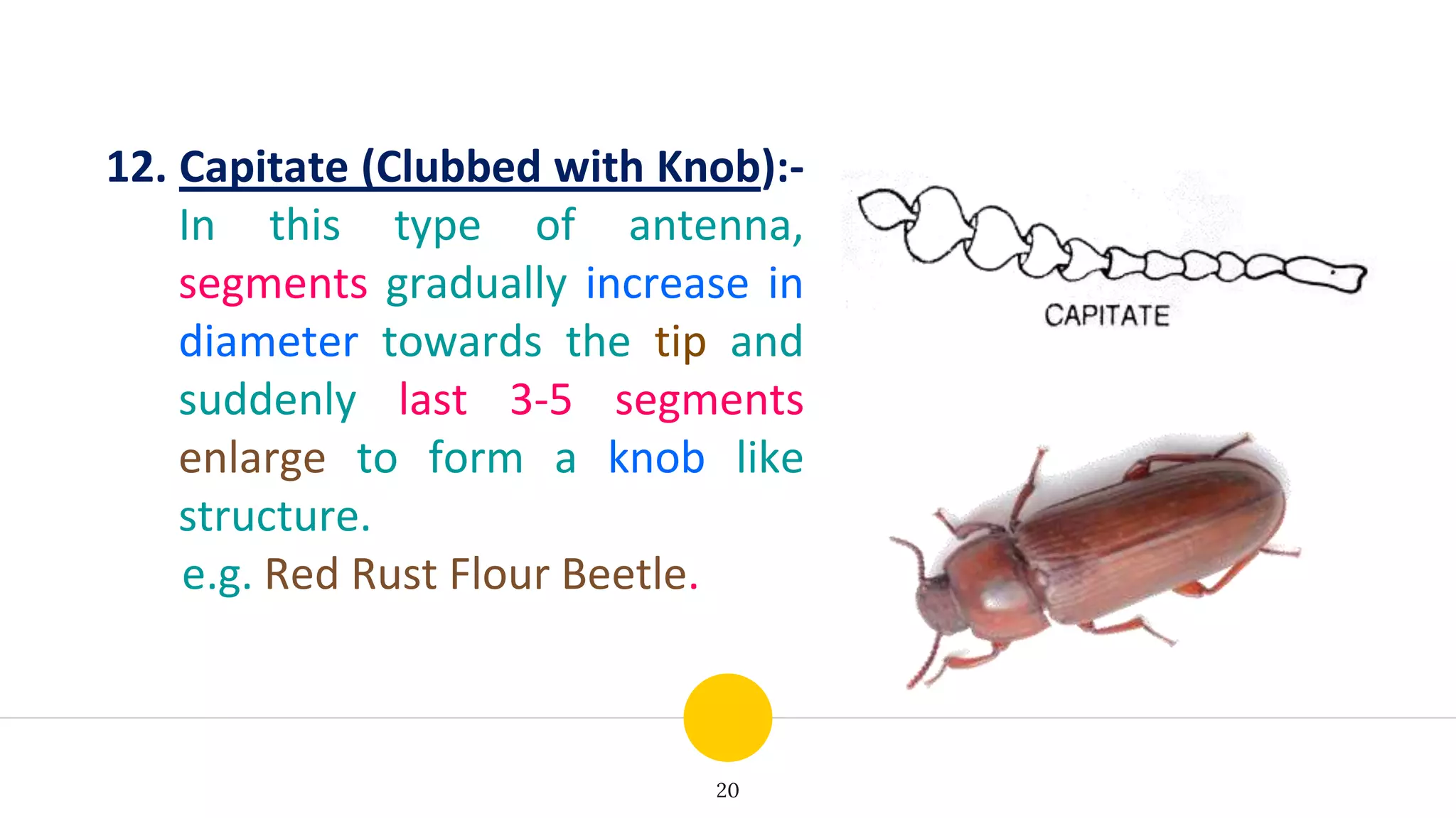 Insect Antennae: Structure, Functions and Their Modifications | PPTX