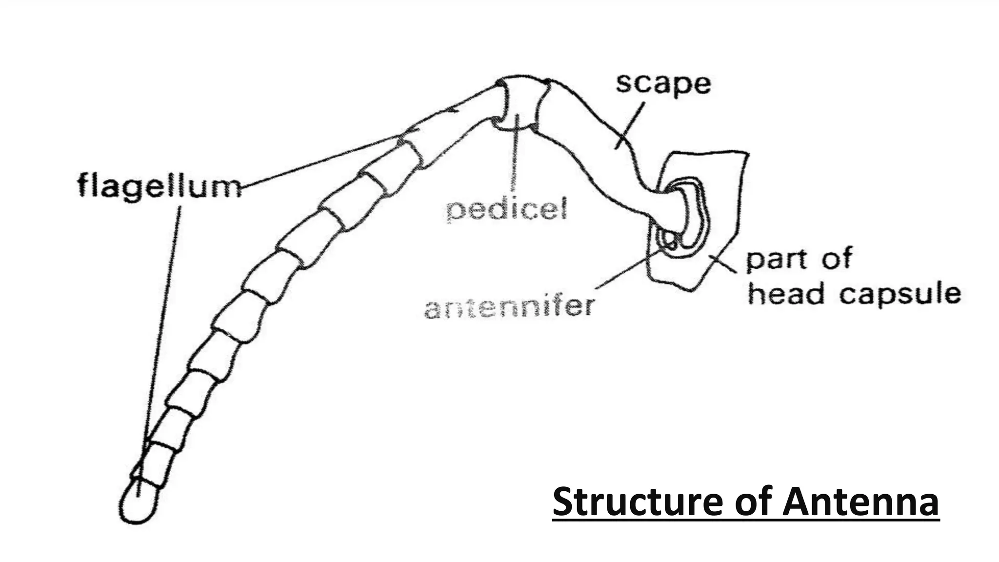 Insect Antennae: Structure, Functions and Their Modifications | PPTX