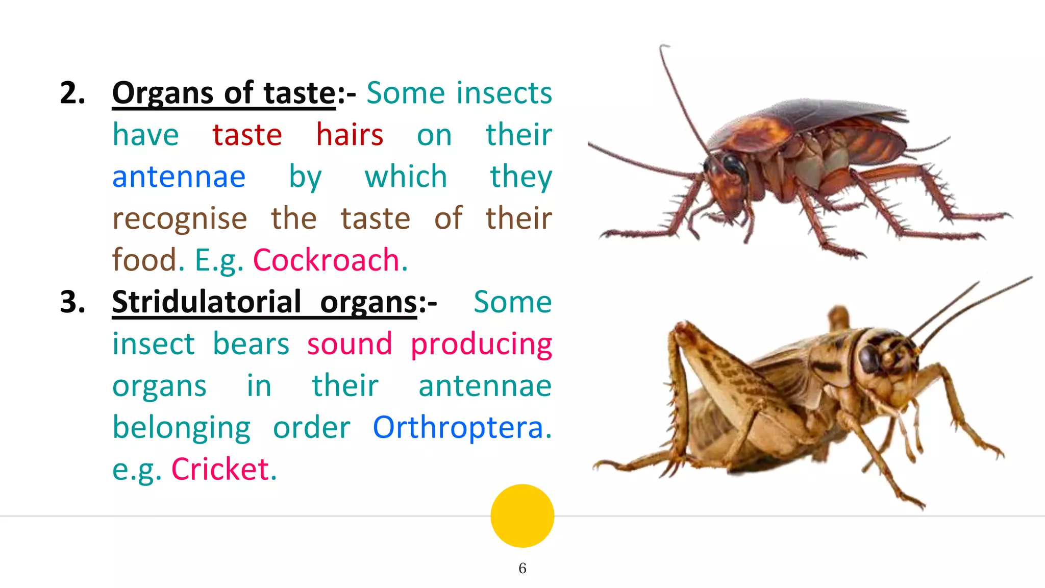 Insect Antennae: Structure, Functions and Their Modifications | PPTX