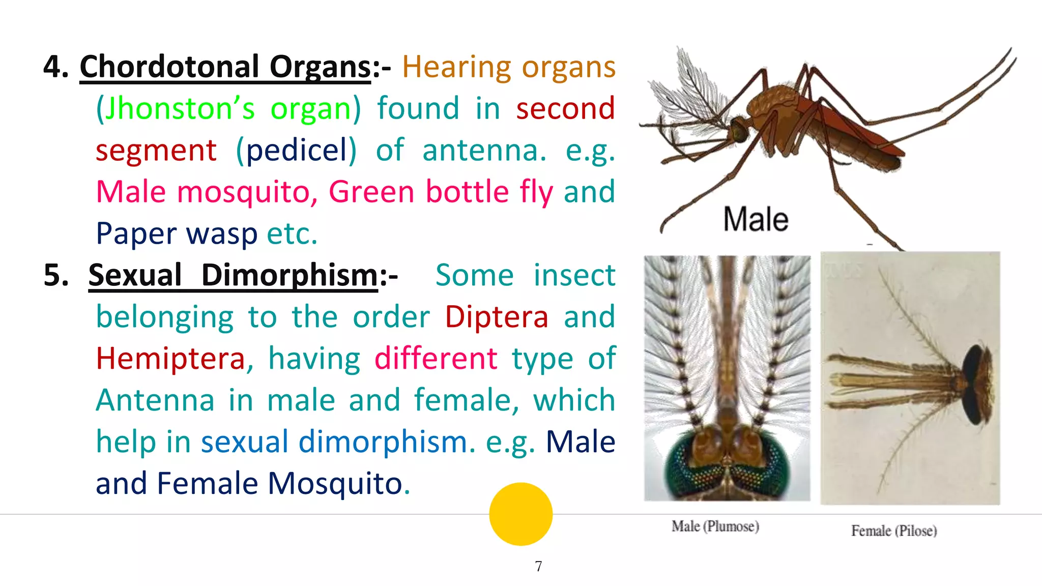 Insect Antennae: Structure, Functions and Their Modifications | PPTX