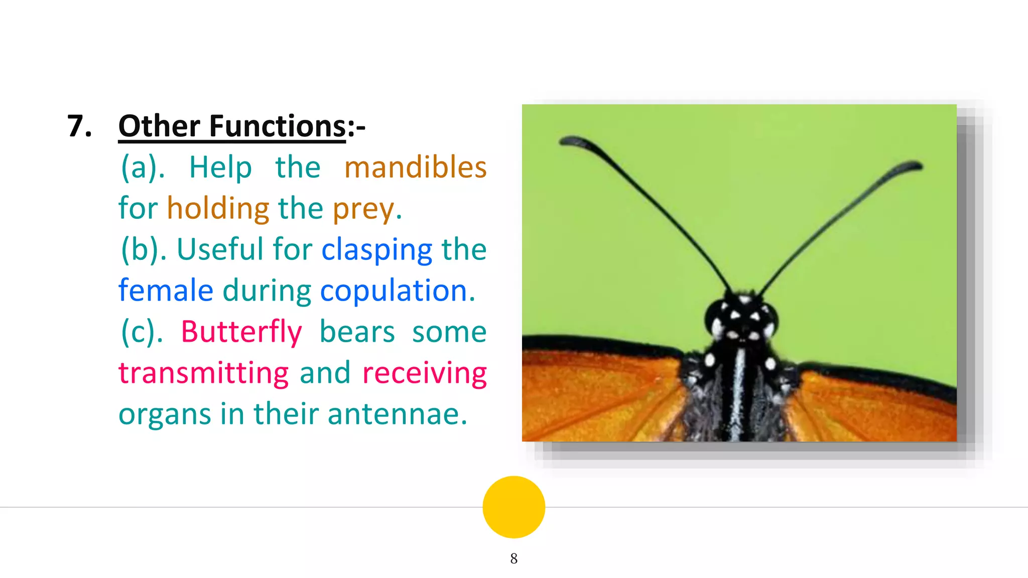 Insect Antennae: Structure, Functions and Their Modifications | PPTX