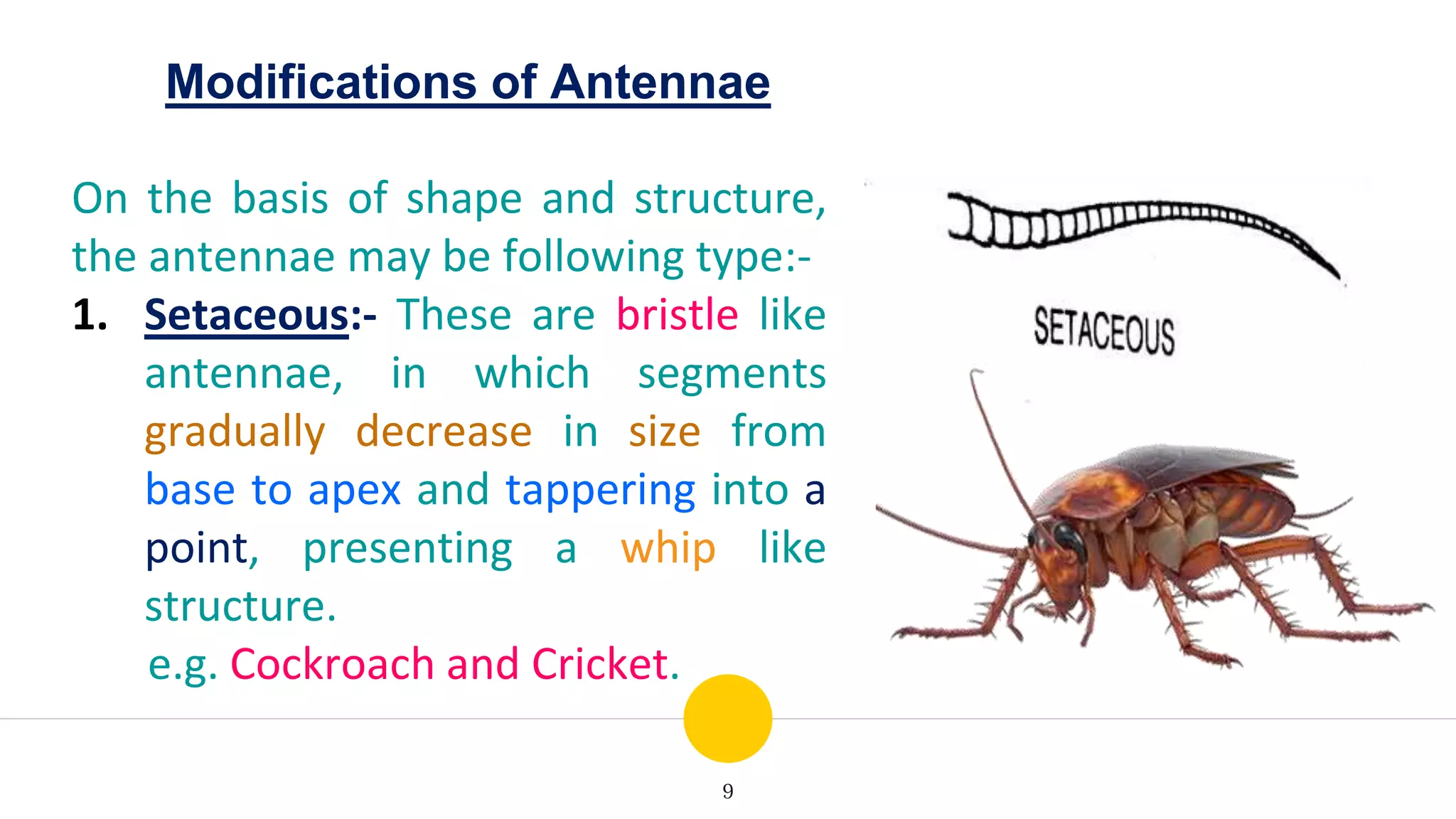 Insect Antennae: Structure, Functions and Their Modifications | PPTX