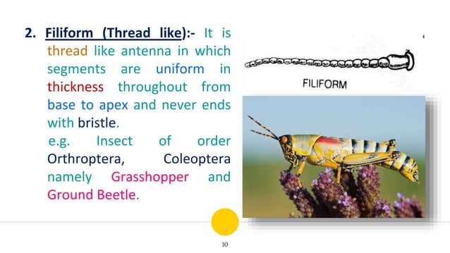 Insect Antennae: Structure, Functions and Their Modifications | PPTX