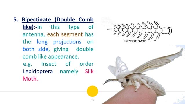 Insect Antennae: Structure, Functions and Their Modifications | PPTX
