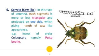 Insect Antennae: Structure, Functions and Their Modifications | PPTX