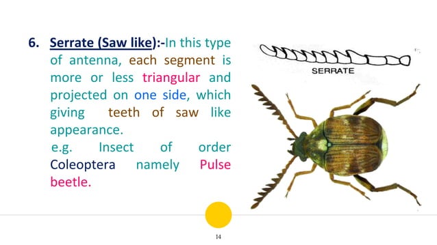 Insect Antennae: Structure, Functions and Their Modifications | PPTX