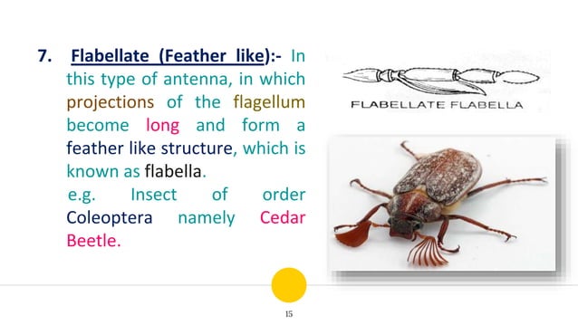 Insect Antennae: Structure, Functions and Their Modifications | PPTX