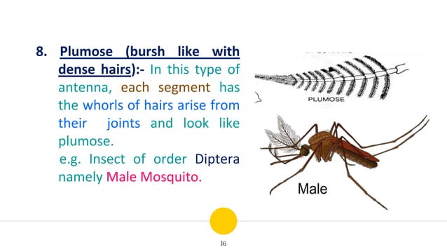 Insect Antennae: Structure, Functions and Their Modifications | PPTX