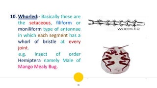 Insect Antennae: Structure, Functions and Their Modifications | PPTX