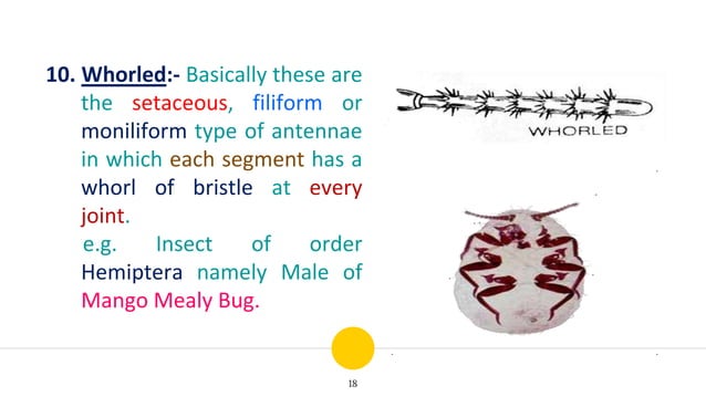 Insect Antennae: Structure, Functions and Their Modifications | PPTX