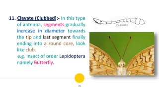 Insect Antennae: Structure, Functions and Their Modifications | PPTX