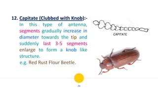 Insect Antennae: Structure, Functions and Their Modifications | PPTX