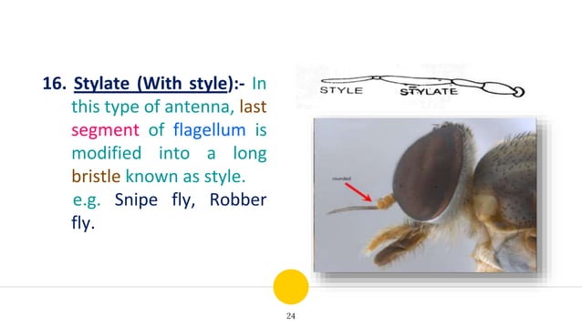 Insect Antennae: Structure, Functions and Their Modifications | PPTX