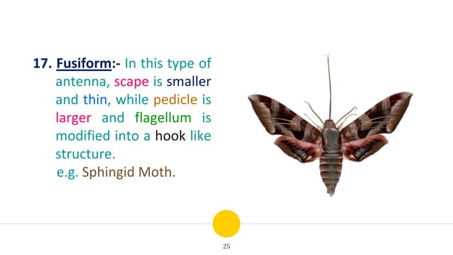 Insect Antennae: Structure, Functions and Their Modifications | PPTX