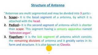 Insect Antennae: Structure, Functions and Their Modifications | PPTX