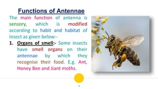 Insect Antennae: Structure, Functions and Their Modifications | PPTX