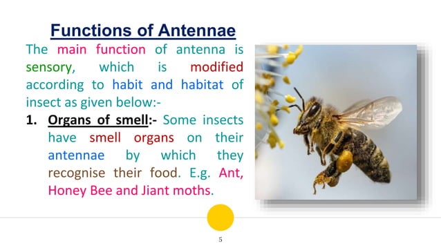Insect Antennae: Structure, Functions and Their Modifications | PPTX