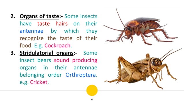 Insect Antennae: Structure, Functions and Their Modifications | PPTX