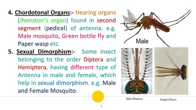 Insect Antennae: Structure, Functions and Their Modifications | PPTX