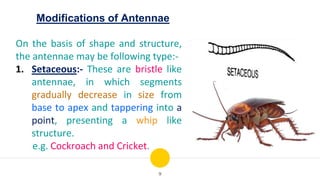 Insect Antennae: Structure, Functions and Their Modifications | PPTX